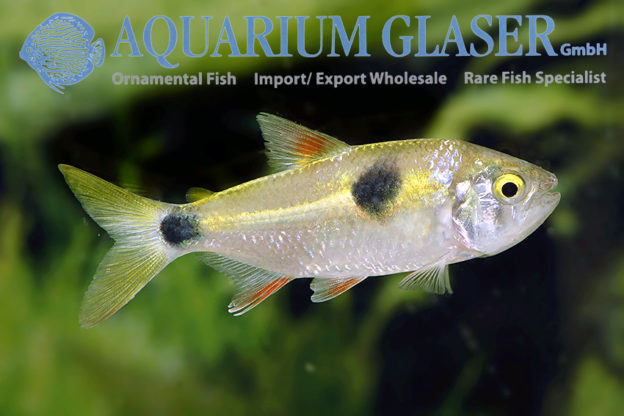 Exodon paradoxus - Aquarium Glaser GmbH