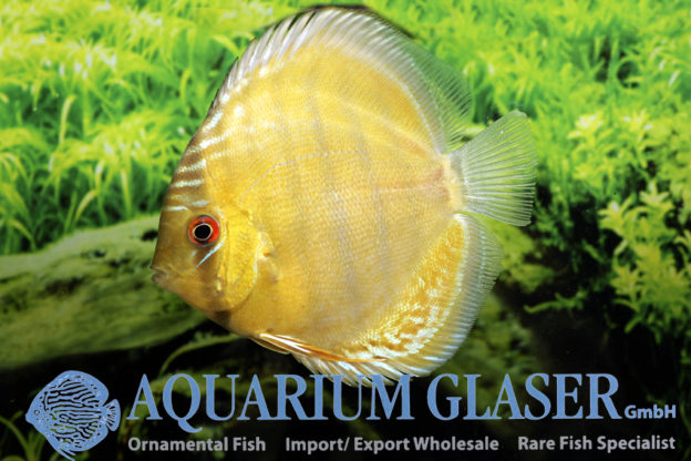 A little sensation: the first documented OB discus! - Aquarium Glaser GmbH
