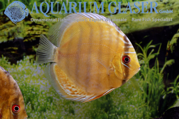 A little sensation: the first documented OB discus! - Aquarium Glaser GmbH