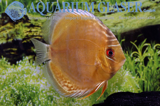 A little sensation: the first documented OB discus! - Aquarium Glaser GmbH