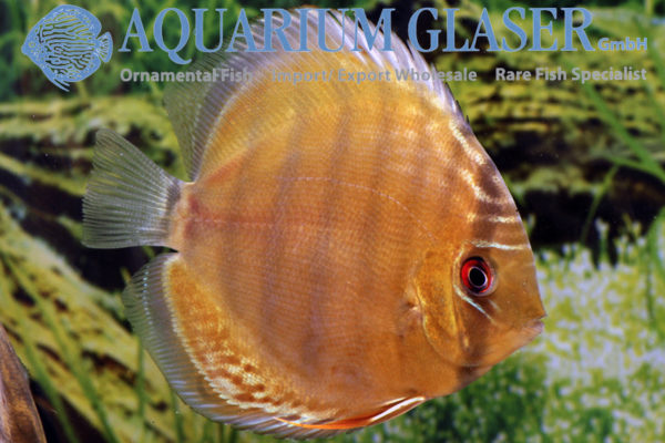 A little sensation: the first documented OB discus! - Aquarium Glaser GmbH
