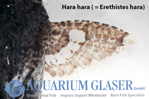 Hara hara/Erethistes pusillus - Aquarium Glaser GmbH