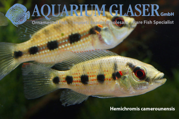 Rubricatochromis: a new genus name for the red jewel cichlids ...