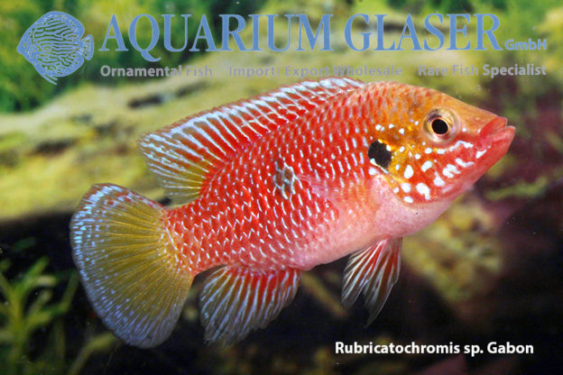 Rubricatochromis: a new genus name for the red jewel cichlids ...