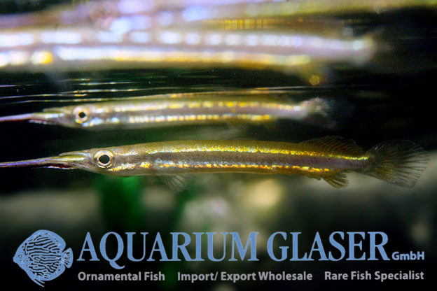 Hemirhamphodon tengah - Aquarium Glaser GmbH