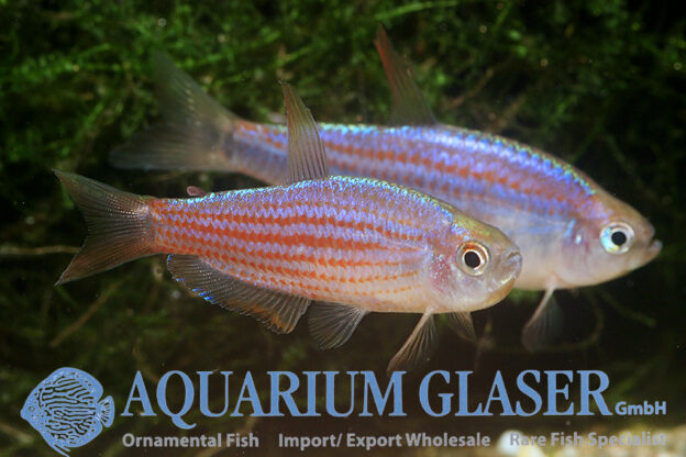 Coming soon: Inpaichthys parauapiranga - Aquarium Glaser GmbH