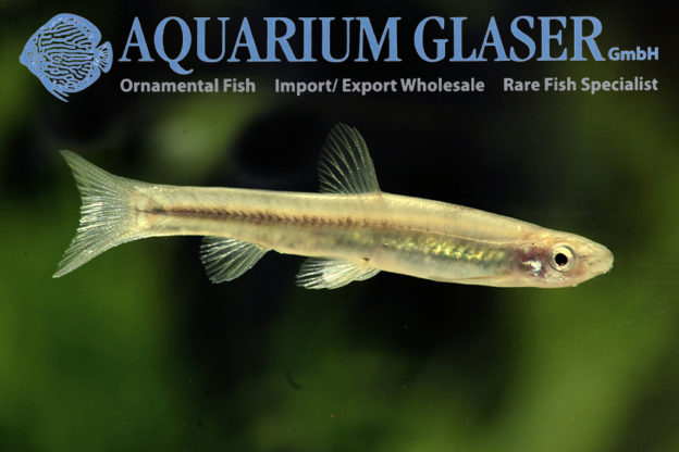 Kneria stappersii - Aquarium Glaser GmbH