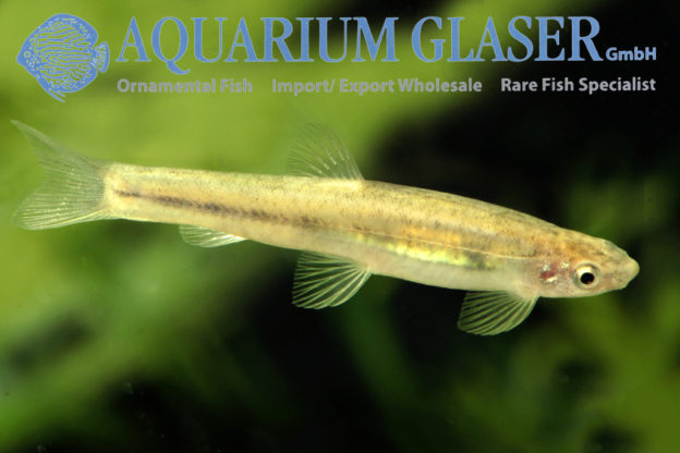 Kneria stappersii - Aquarium Glaser GmbH