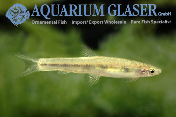 Kneria stappersii - Aquarium Glaser GmbH