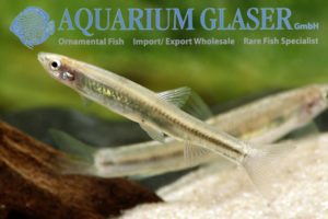 Kneria stappersii - Aquarium Glaser GmbH