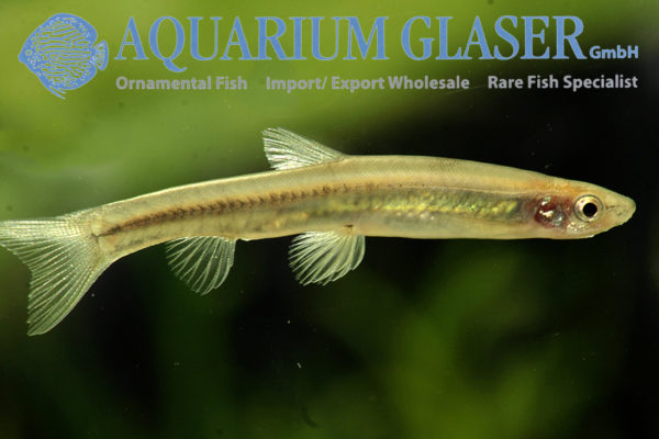 Kneria stappersii - Aquarium Glaser GmbH