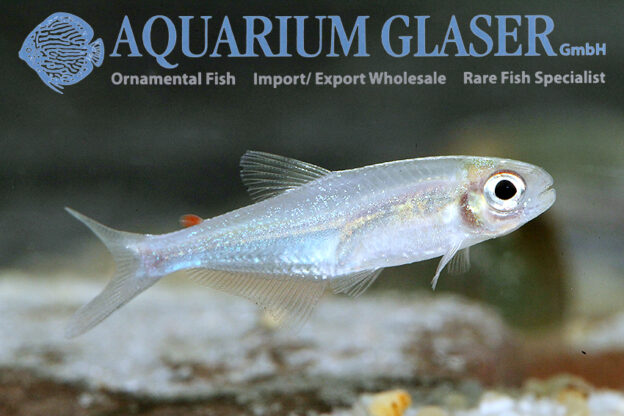 Knodus sp. „Red Adipose Fin“ - Aquarium Glaser GmbH