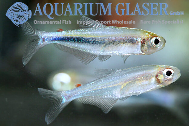 Knodus sp. „Red Adipose Fin“ - Aquarium Glaser GmbH