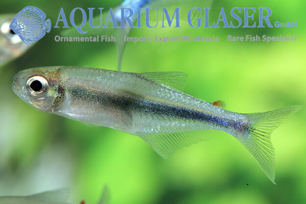 Knodus sp. „Red Adipose Fin“ - Aquarium Glaser GmbH
