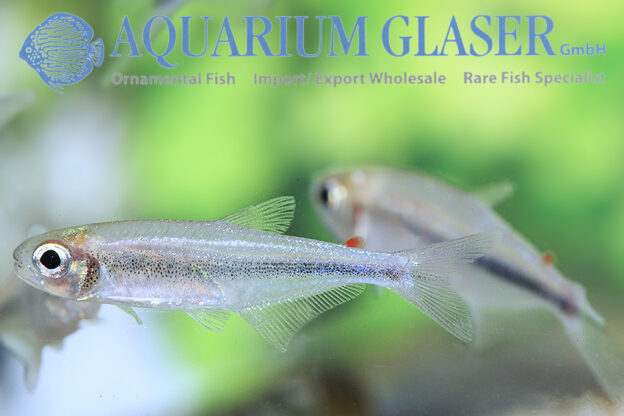 Knodus sp. „Red Adipose Fin“ - Aquarium Glaser GmbH
