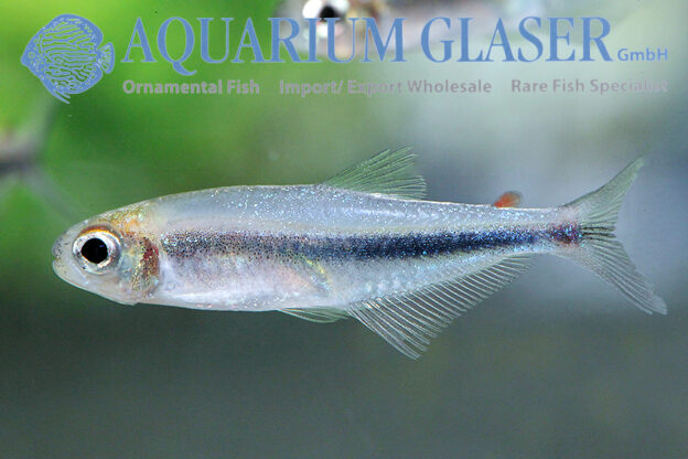 Knodus sp. “Red Adipose Fin” - Aquarium Glaser GmbH