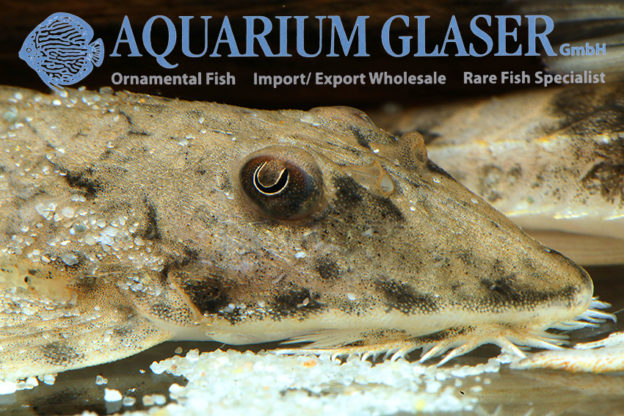 Loricaria luciae - Aquarium Glaser GmbH