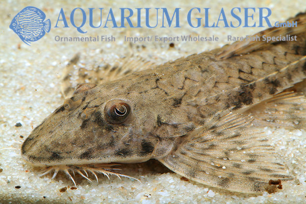 Loricaria luciae - Aquarium Glaser GmbH