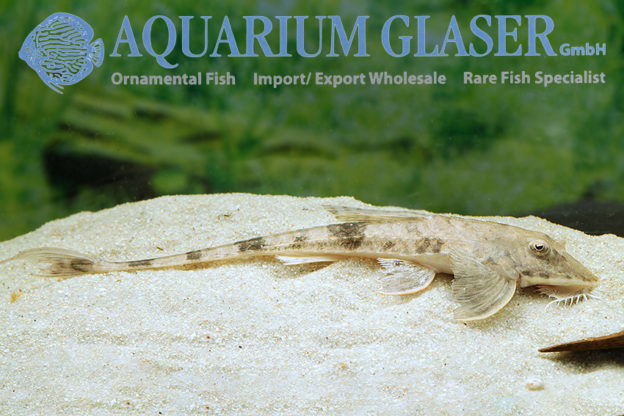 Loricaria luciae - Aquarium Glaser GmbH