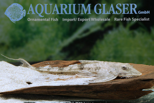 Loricaria luciae - Aquarium Glaser GmbH