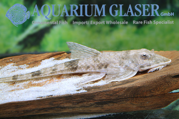 Loricaria luciae - Aquarium Glaser GmbH