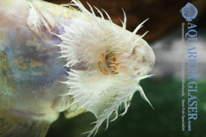 Loricaria luciae - Aquarium Glaser GmbH