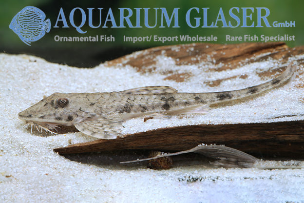 Loricaria luciae - Aquarium Glaser GmbH