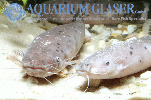 Malapterurus beninensis - Electric catfish - Aquarium Glaser GmbH