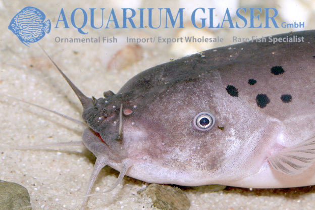 Malapterurus beninensis - Electric catfish - Aquarium Glaser GmbH