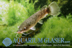 Malapterurus microstoma 50 cm! - Aquarium Glaser GmbH