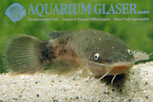 Malapterurus microstoma 50 cm! - Aquarium Glaser GmbH