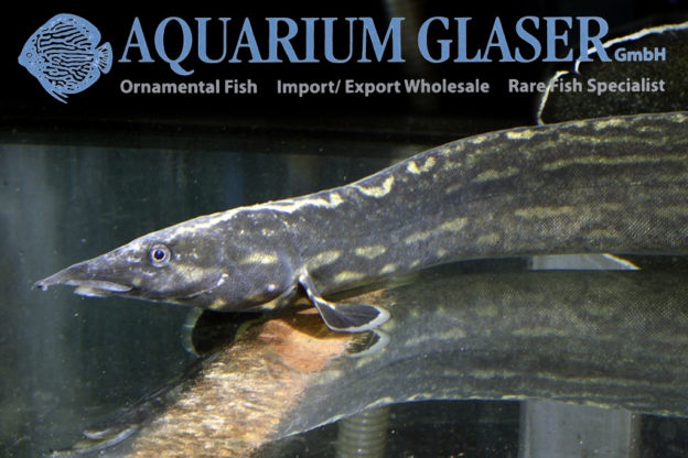 22. Spiny eels - Aquarium Glaser GmbH