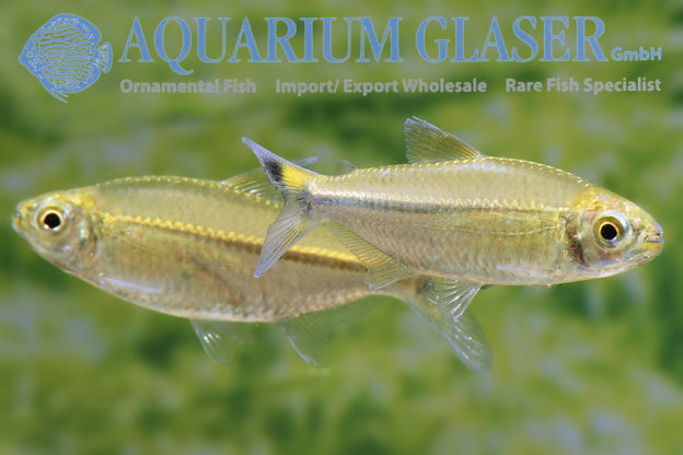 Moenkhausia - Aquarium Glaser GmbH