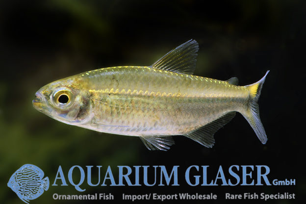 Moenkhausia - Aquarium Glaser GmbH