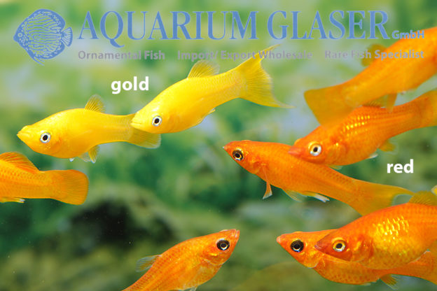 Poecilia (Mollienesia) sphenops RED - Aquarium Glaser GmbH