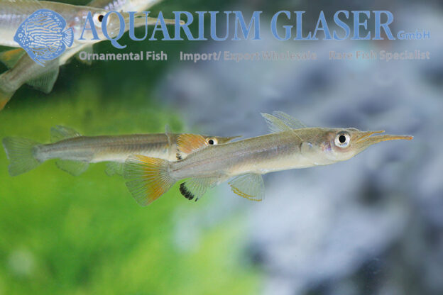 Nomorhamphus cf. kolonodalensis - Aquarium Glaser GmbH