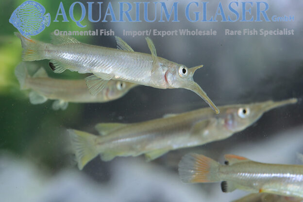 Nomorhamphus cf. kolonodalensis - Aquarium Glaser GmbH
