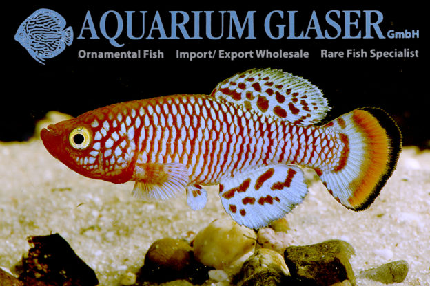 Nothobranchius rachovii - Aquarium Glaser GmbH