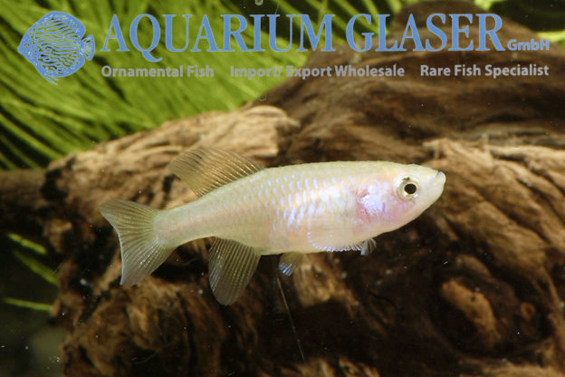 Nothobranchius rachovii - Aquarium Glaser GmbH