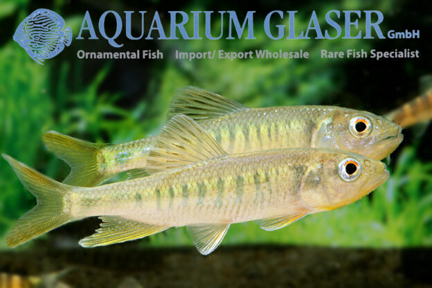 Opsariichthys cf. songmaensis - Aquarium Glaser GmbH
