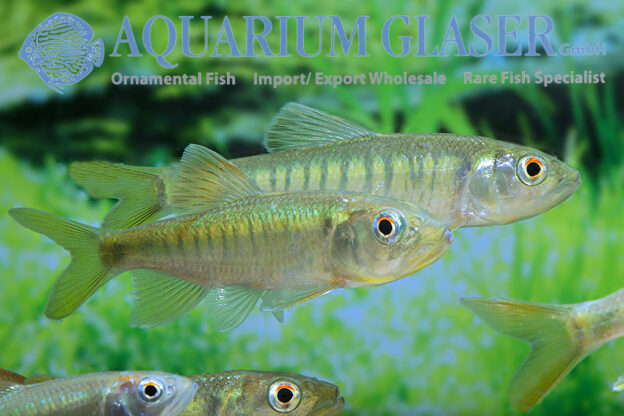 Opsariichthys cf. songmaensis - Aquarium Glaser GmbH