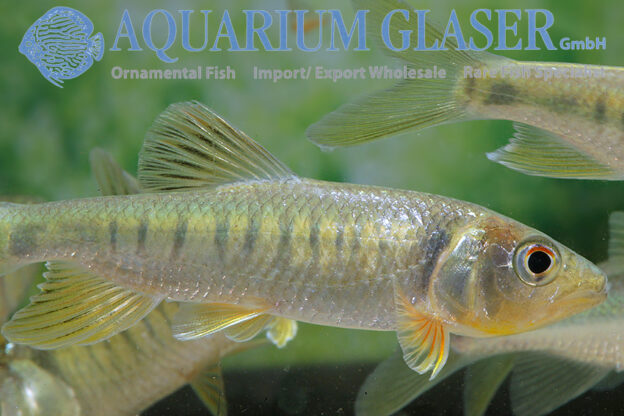 Opsariichthys cf. songmaensis - Aquarium Glaser GmbH
