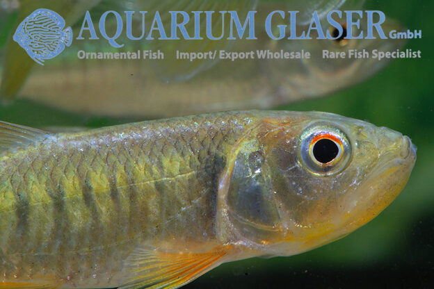 Opsariichthys cf. songmaensis - Aquarium Glaser GmbH