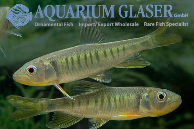 Opsariichthys cf. songmaensis - Aquarium Glaser GmbH