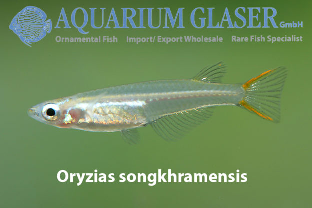 Oryzias minutillus - Aquarium Glaser GmbH