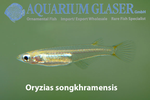 Oryzias minutillus - Aquarium Glaser GmbH