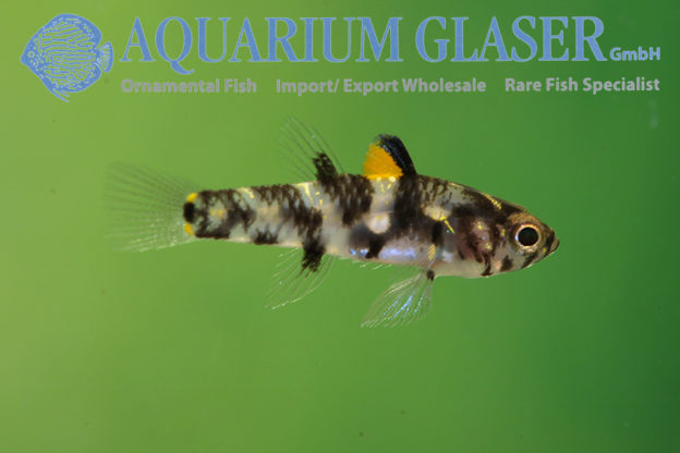 Pandaka rouxi - Aquarium Glaser GmbH