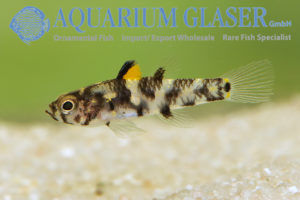 Pandaka rouxi - Aquarium Glaser GmbH