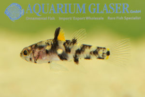 Pandaka rouxi - Aquarium Glaser GmbH
