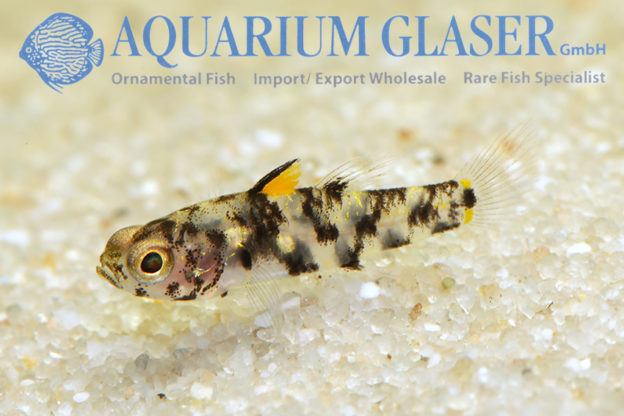 Pandaka rouxi - Aquarium Glaser GmbH